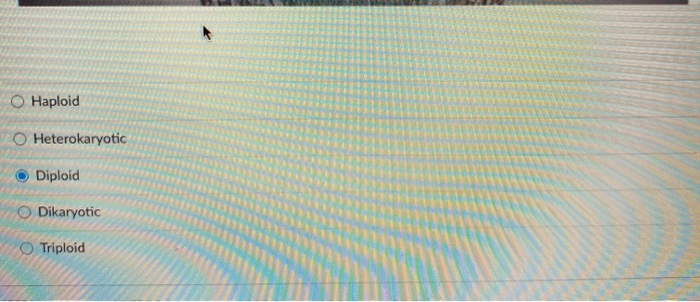 Solved What is the ploidy of the tissue in this image? O | Chegg.com