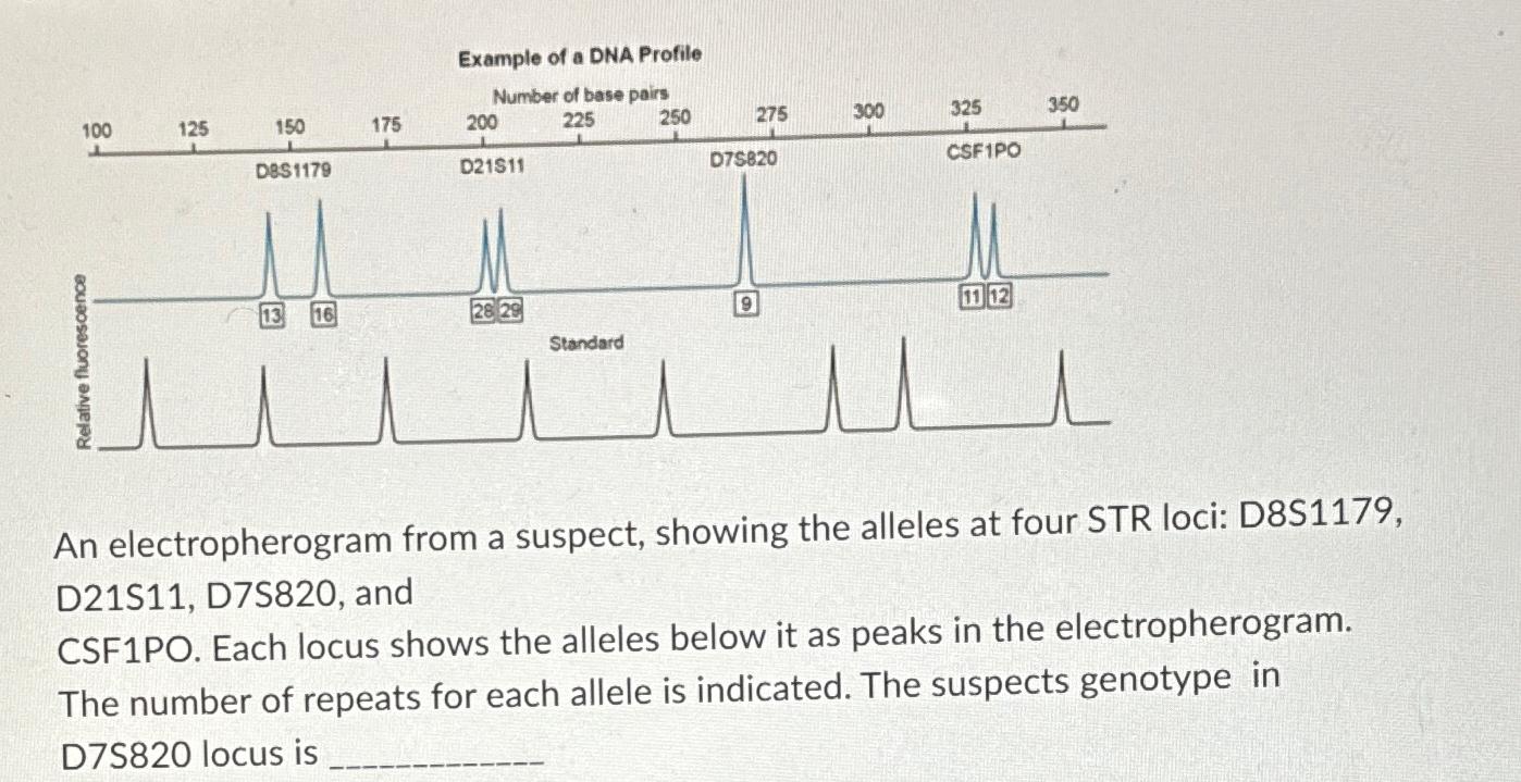 Solved Example of a DNA ProfileAn electropherogram from a | Chegg.com
