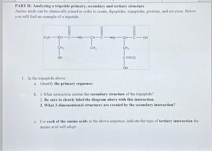 Solved PART II: Analyzing a tripetide primary, secondary and | Chegg.com