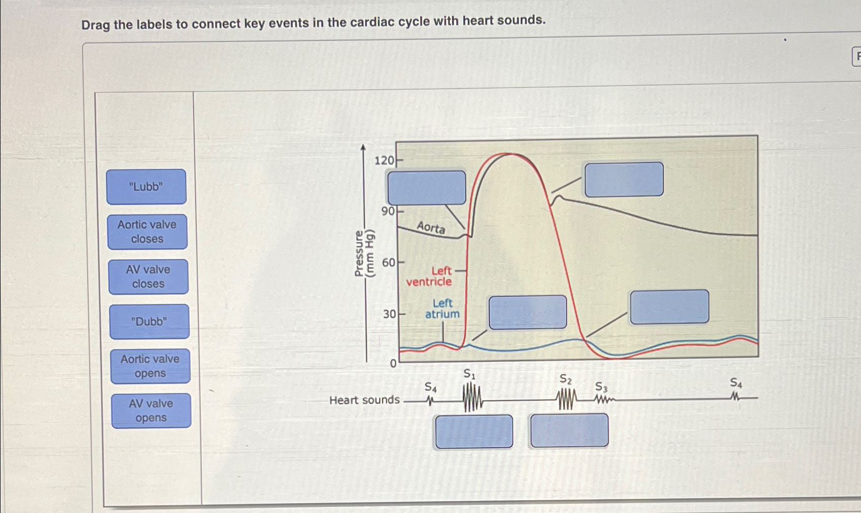 Solved Drag the labels to connect key events in the cardiac | Chegg.com