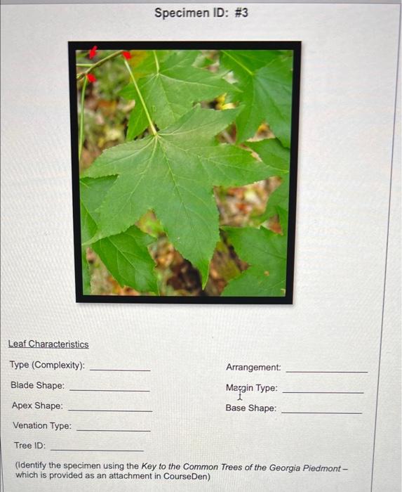 Specimen ID: #3 Leaf Characteristics Type | Chegg.com