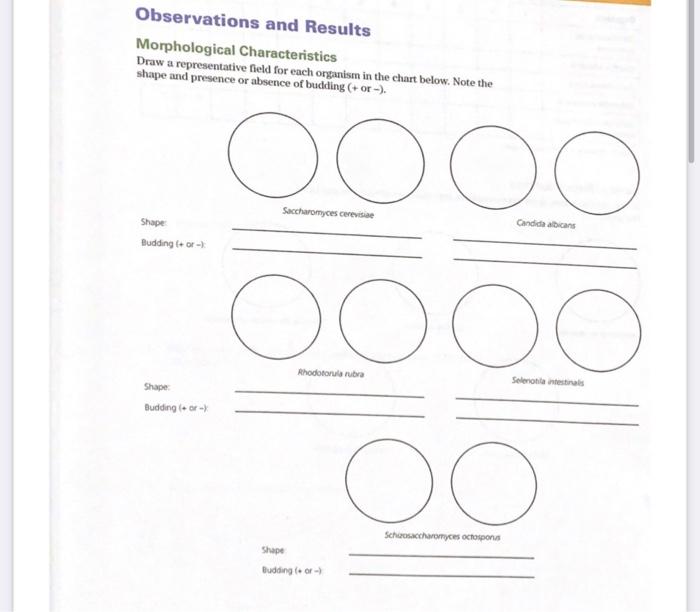 Solved Part A: Slide Culture Technique Draw a representative | Chegg.com