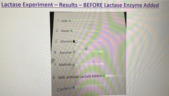 Solved Lactase Experiment This experiment we will test the | Chegg.com