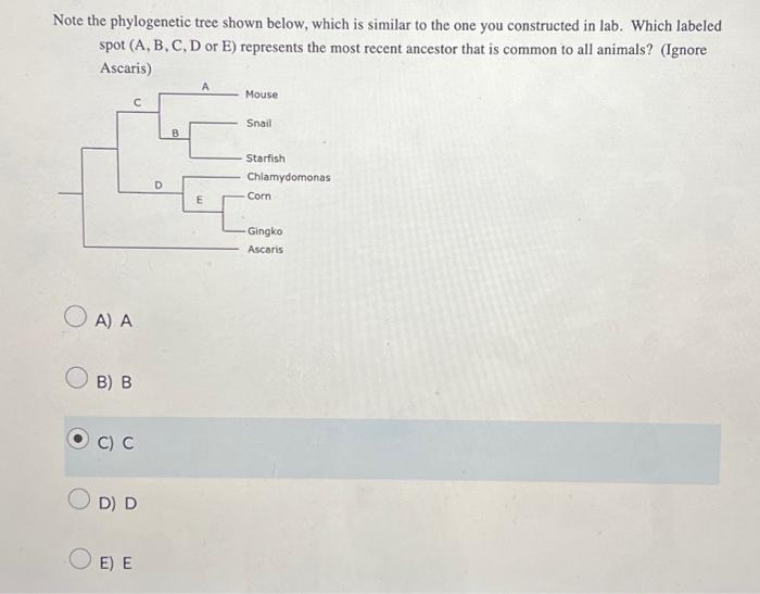 Solved Note the phylogenetic tree shown below, which is | Chegg.com