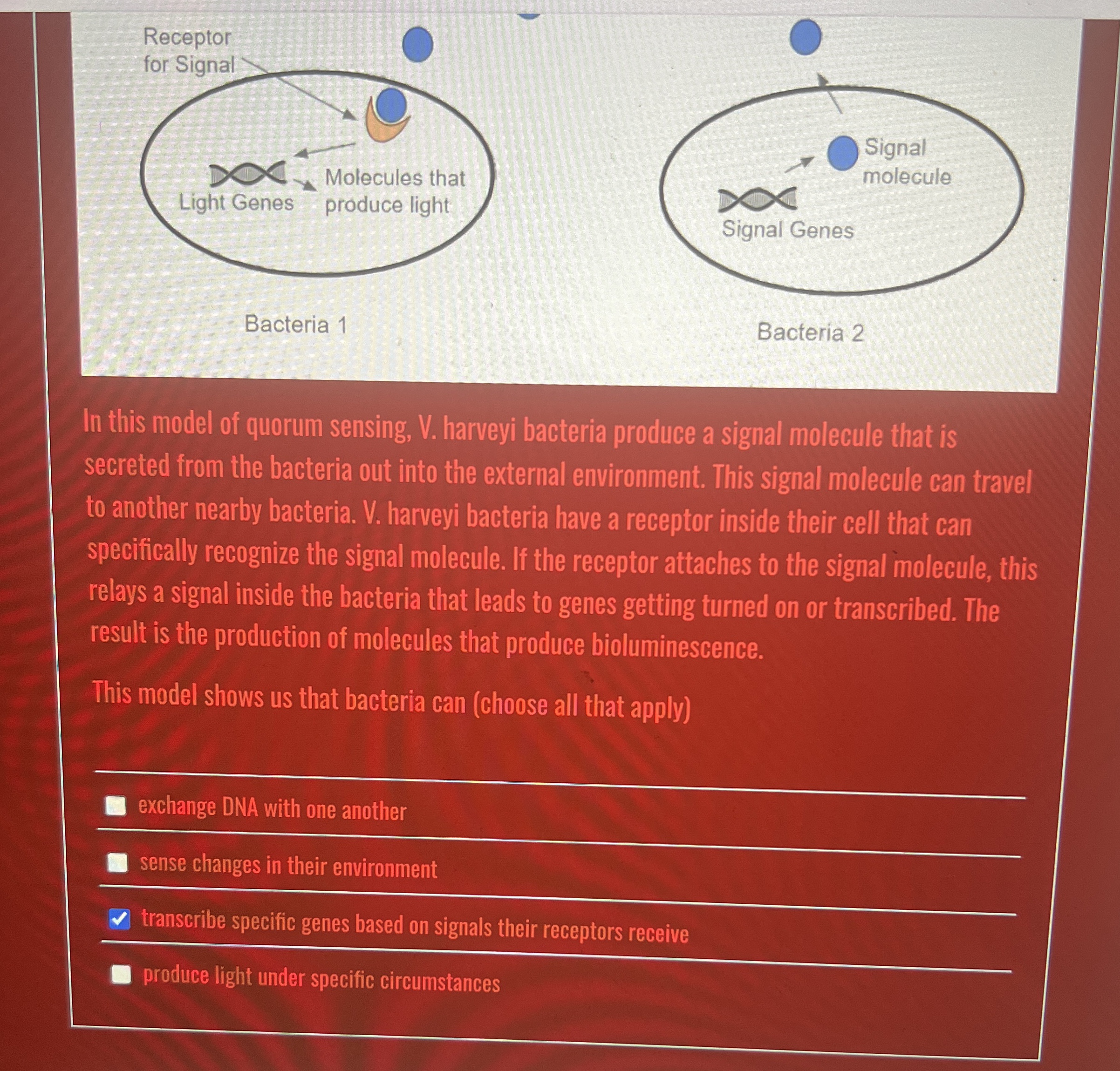 Solved Bacteria 2In this model of quorum sensing, ﻿V. | Chegg.com