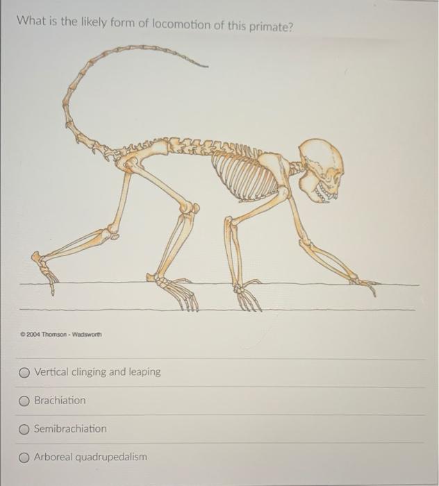 Using the image here, describe the scapula position. | Chegg.com