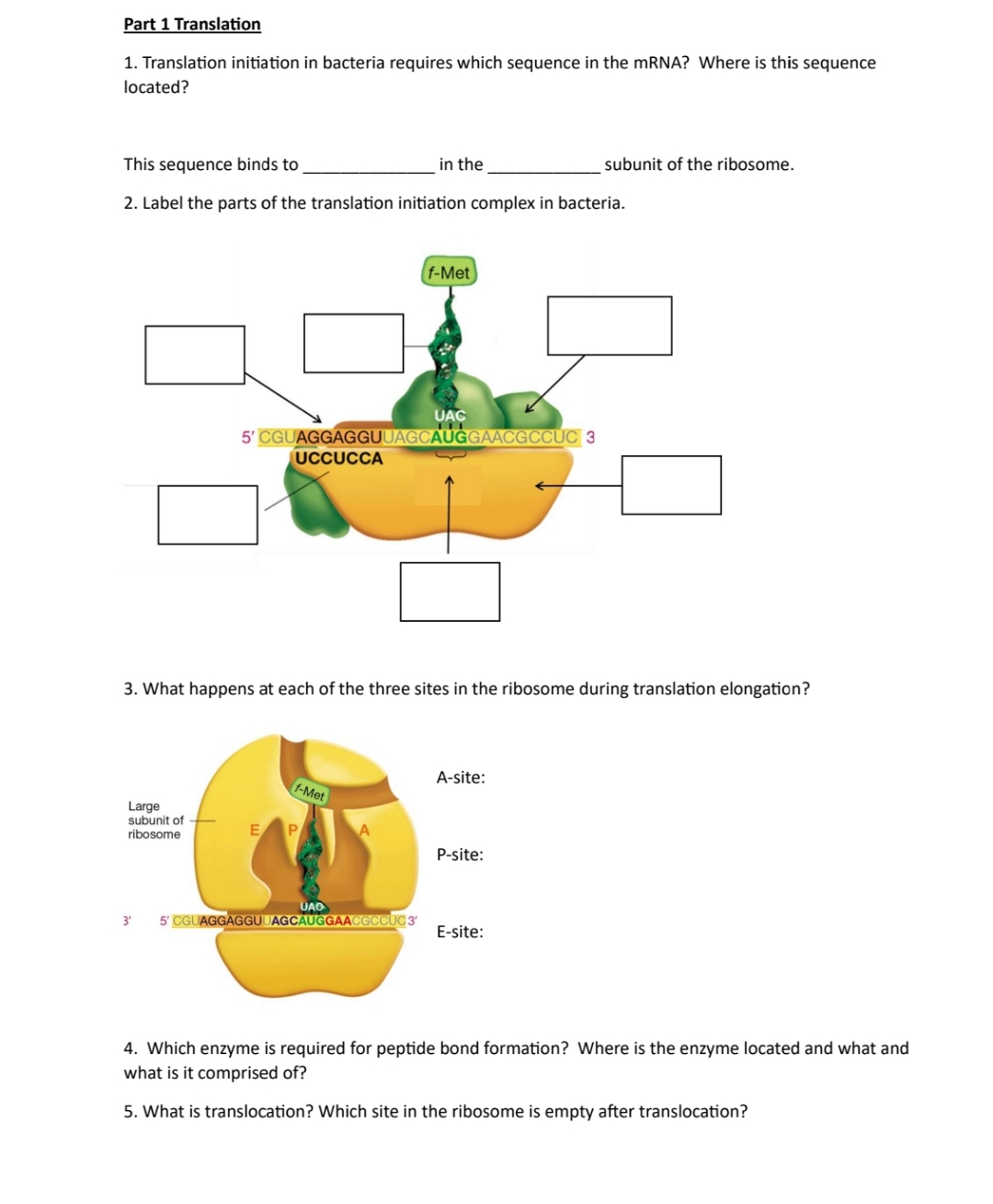 Solved Part 1 ﻿Translation1. ﻿Translation initiation in | Chegg.com