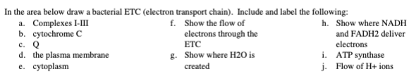 In the area below draw a bacterial ETC (electron | Chegg.com