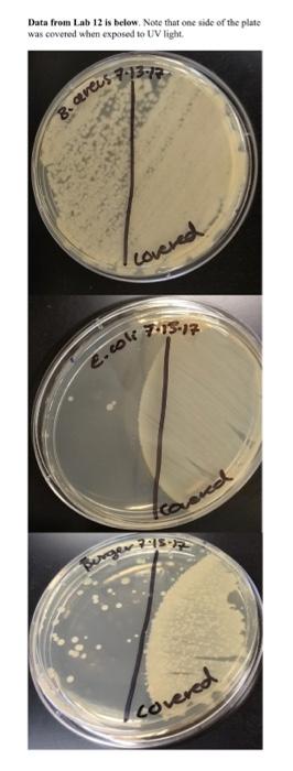 Solved BIOL260 Lab 12: UV Light In this lab you will explore | Chegg.com