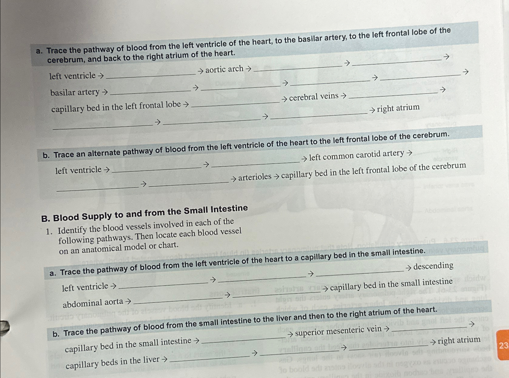 Solved a. ﻿Trace the pathway of blood from the left | Chegg.com