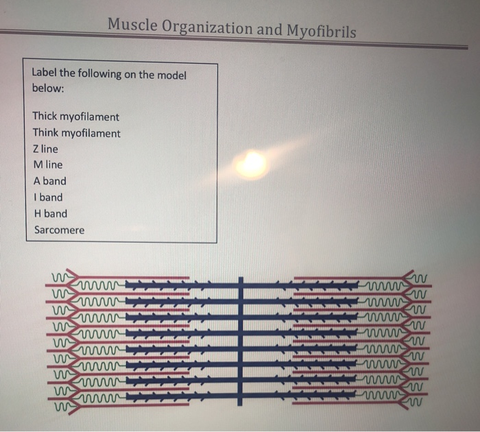 Solved Muscle Organization and Myofibrils Label the | Chegg.com
