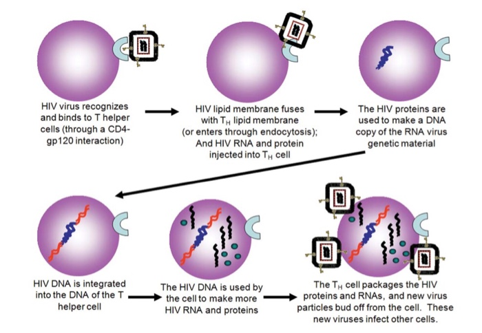 Helper T Cells Hiv