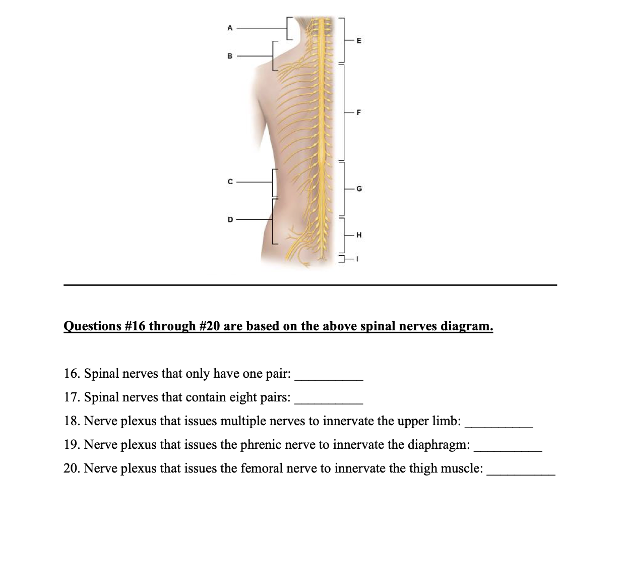Solved Questions #16 ﻿through #20 ﻿are based on the above | Chegg.com