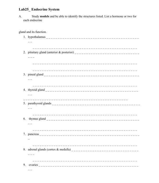Solved Lab25_Endocrine System A. Study models and be able to | Chegg.com