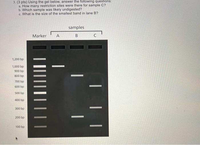 Solved 3. (3 pts) Using the gel below, answer the following | Chegg.com