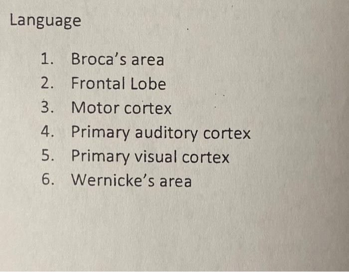 Solved Language processing in the brain occurs mainly in the | Chegg.com