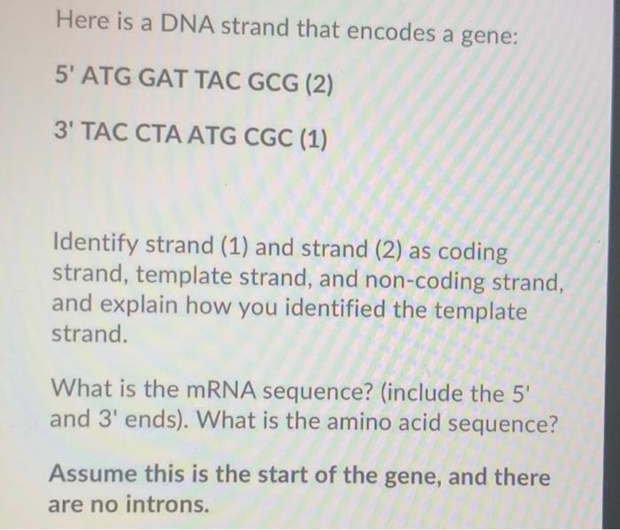 Solved Here is a DNA strand that encodes a gene: 5' ATG GAT | Chegg.com