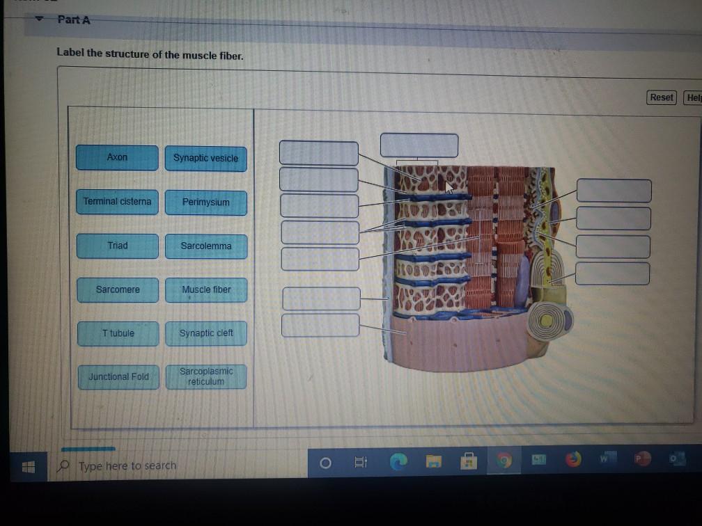 Solved Part A Label the structure of the muscle fiber. Reset | Chegg.com