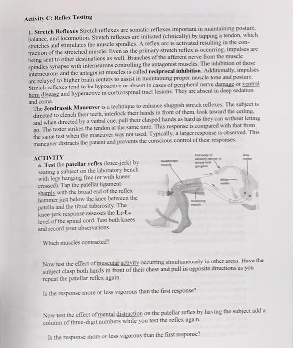 Solved Activity C: Reflex Testing 1. Stretch Reflexes | Chegg.com