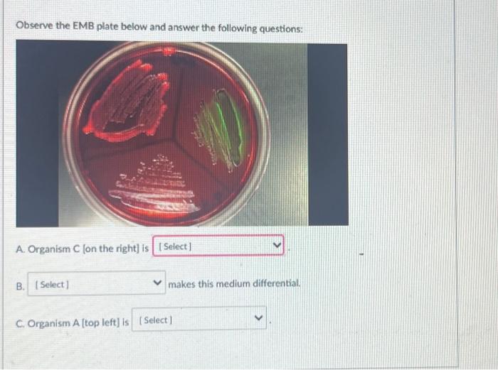Observe the EMB plate below and answer the following | Chegg.com