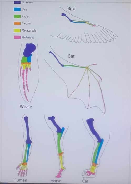 Solved Humerus Ulna Bird Radius Carpals Metacarpals | Chegg.com