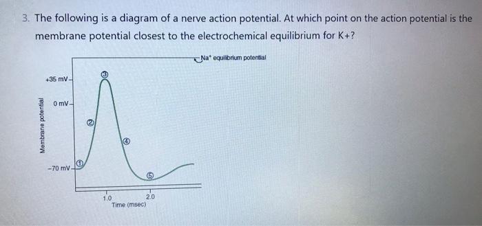 Solved 3. The following is a diagram of a nerve action | Chegg.com