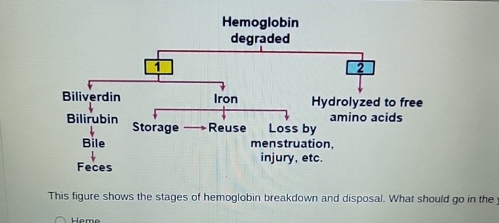 Solved This figure shows the stages of hemoglobin breakdown | Chegg.com