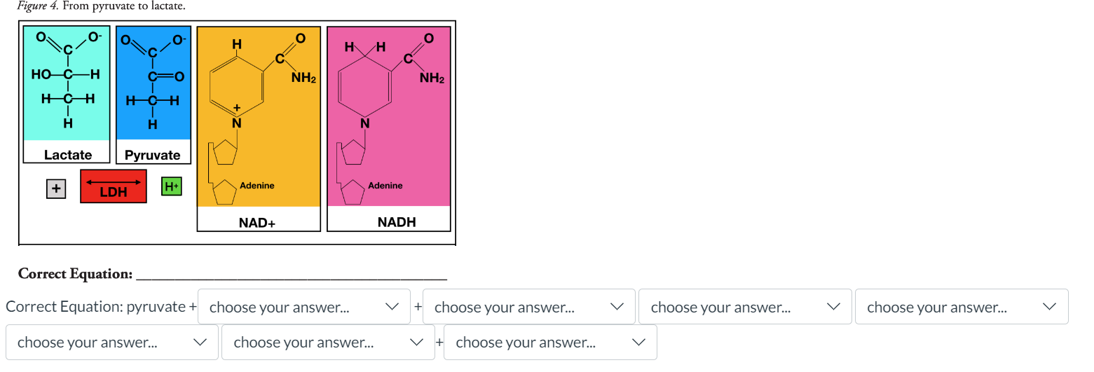 Solved Figure 4. ﻿From pyruvate to lactate.\ | Chegg.com