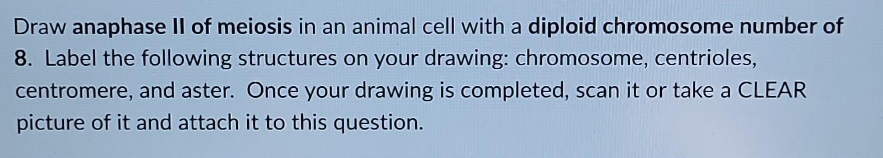 Solved Draw anaphase II of meiosis in an animal cell with a | Chegg.com