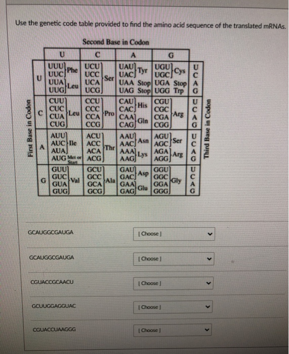 Solved Use the genetic code table provided to find the amino | Chegg.com