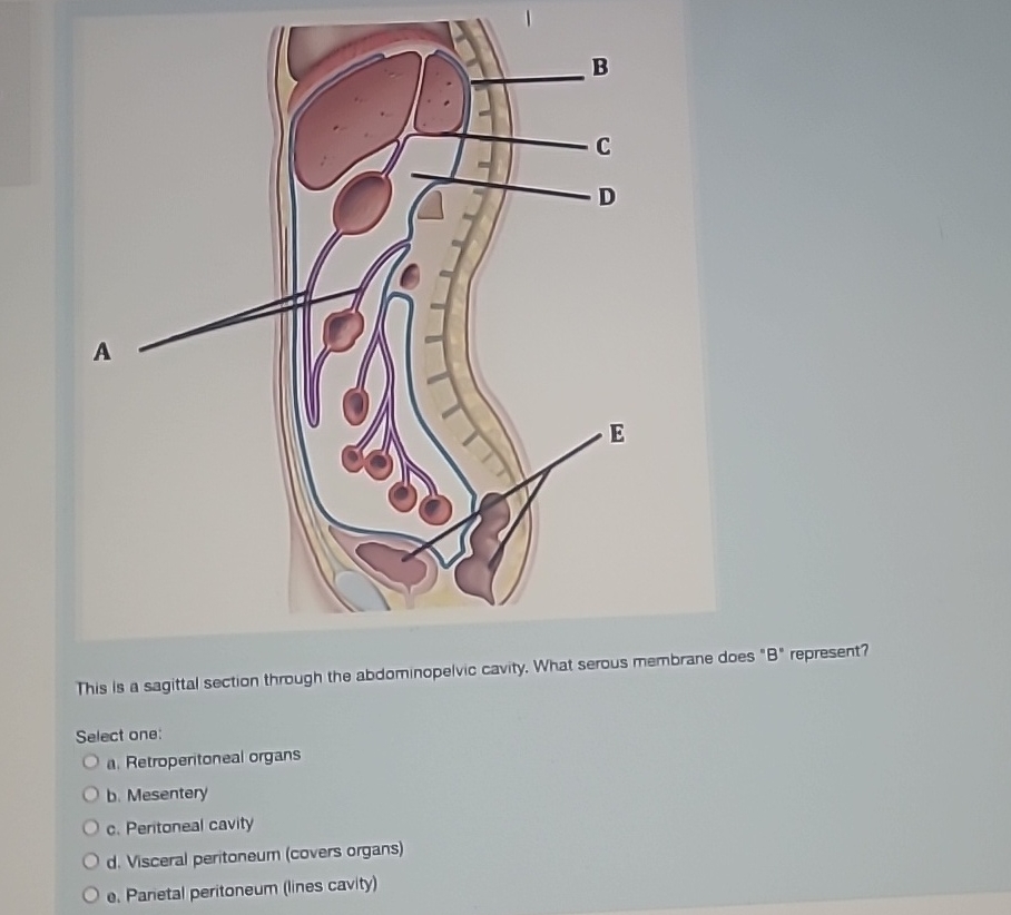 Solved AThis is a sagittal section through the | Chegg.com