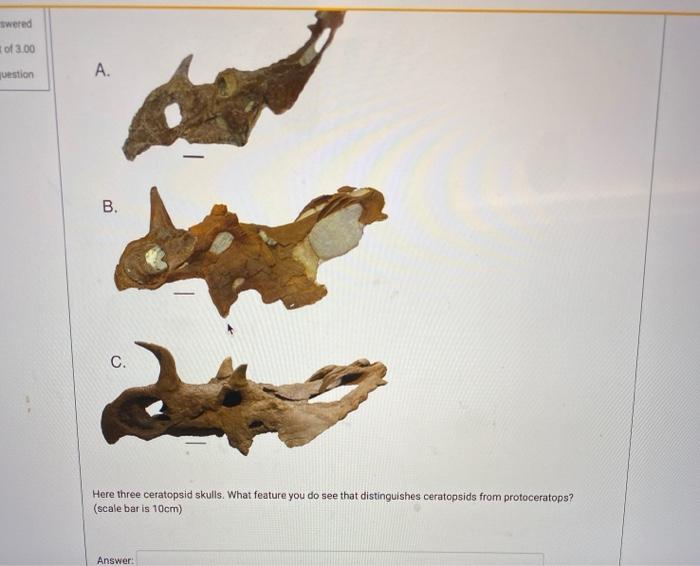 Solved wered of 3.00 question A B. C. Here three ceratopsid | Chegg.com