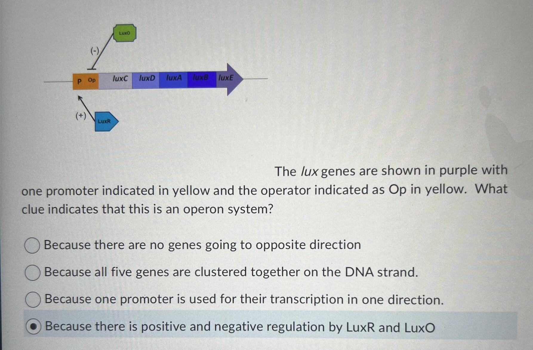 Solved The lux genes are shown in purple with one promoter | Chegg.com