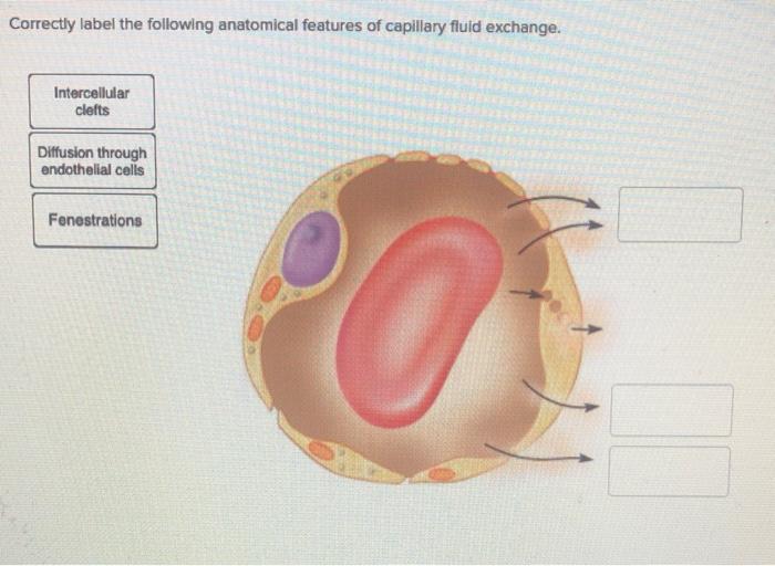 Solved Correctly label the following anatomical features of | Chegg.com