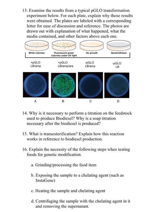 Solved 13. Examine the results from a typical PGLO | Chegg.com