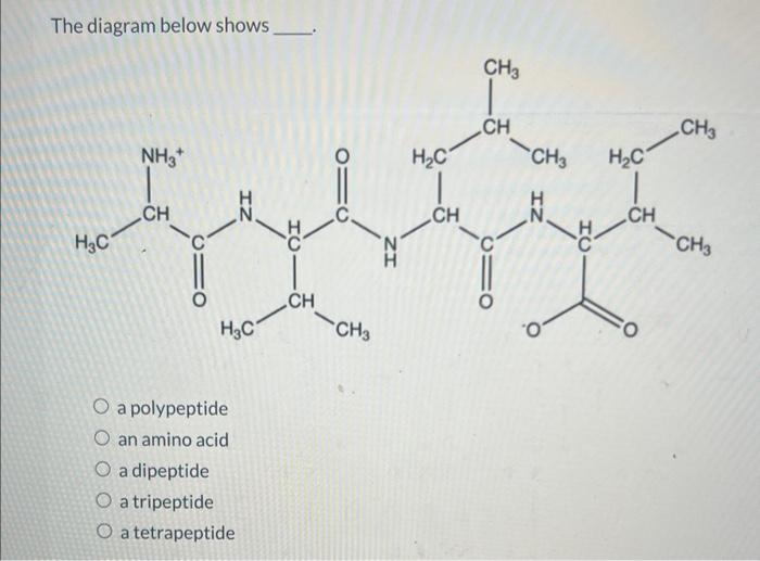 Solved Which of the following structures shows the prevalent | Chegg.com