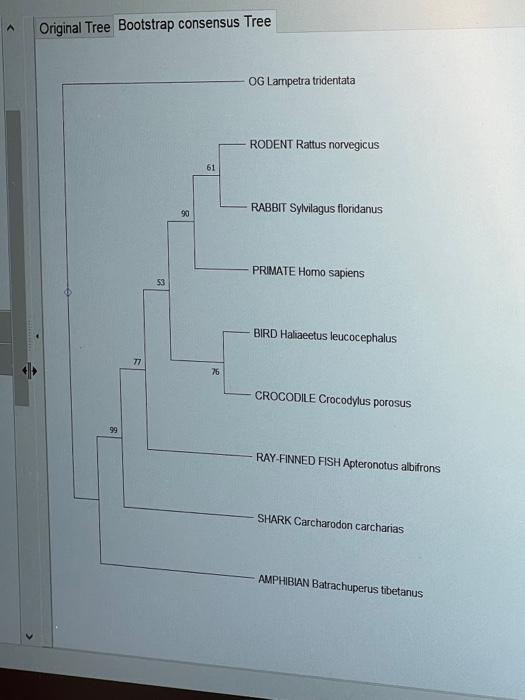 A Original Tree Bootstrap consensus Tree OG Lampetra | Chegg.com