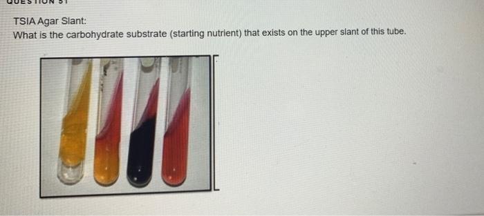 Solved TSIA Agar Slant: What is the carbohydrate substrate | Chegg.com