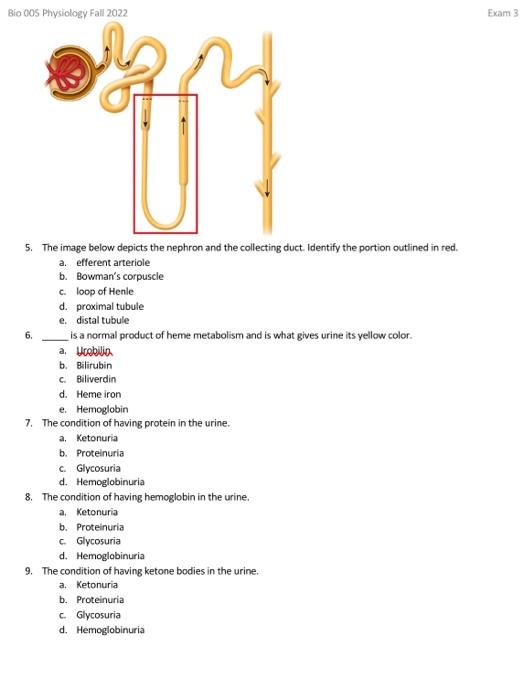 Solved 5. The image below depicts the nephron and the | Chegg.com