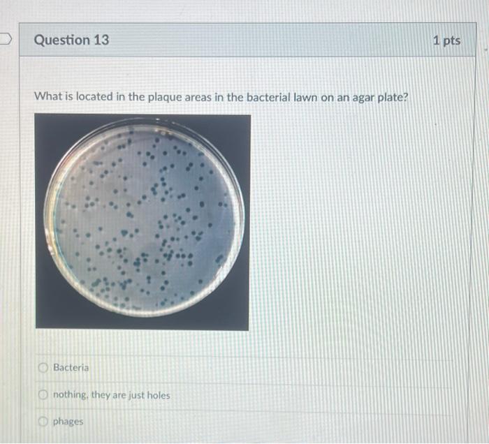 Solved What is located in the plaque areas in the bacterial | Chegg.com