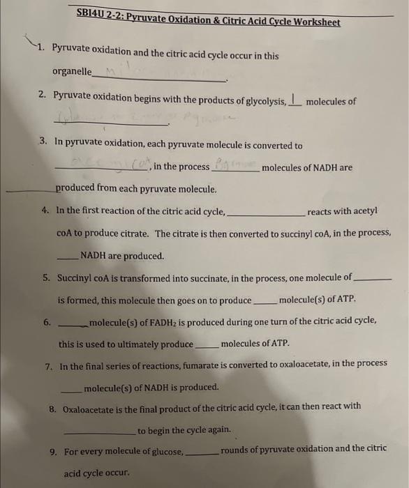Solved 1. Pyruvate oxidation and the citric acid cycle occur | Chegg.com