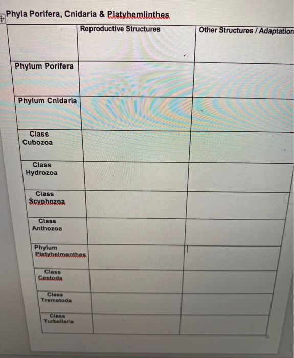 Solved Phyla Porifera, Cnidaria & Platyhemlinthes | Chegg.com