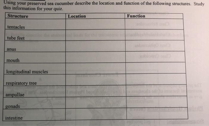 Solved Using your preserved sea cucumber describe the | Chegg.com