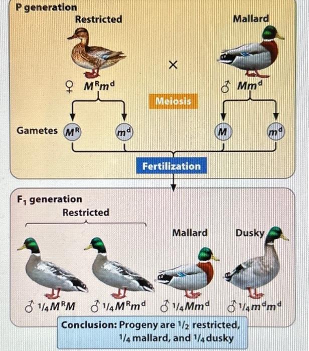 Solved Please explain why the F1 progeny are all males? | Chegg.com