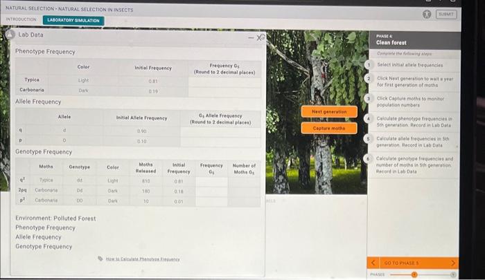 Solved Phenotype Frequency Auele ₹requency Genotype | Chegg.com