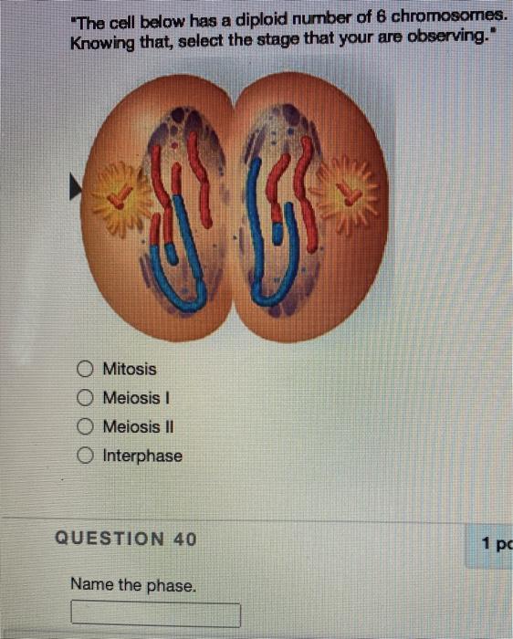 Solved The cell below has a diploid number of 6 chromosomes. | Chegg.com
