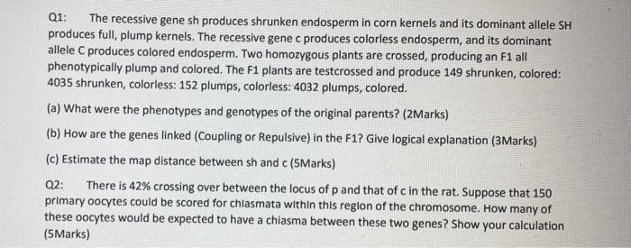 Solved Q1: The recessive gene sh produces shrunken endosperm | Chegg.com
