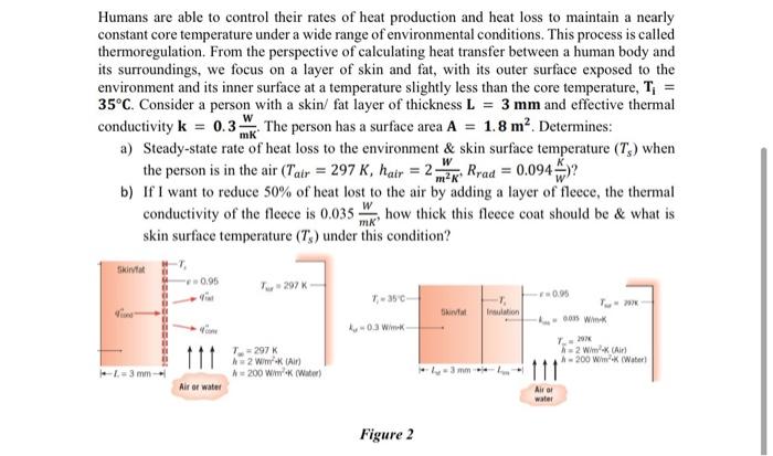 Solved Humans are able to control their rates of heat | Chegg.com