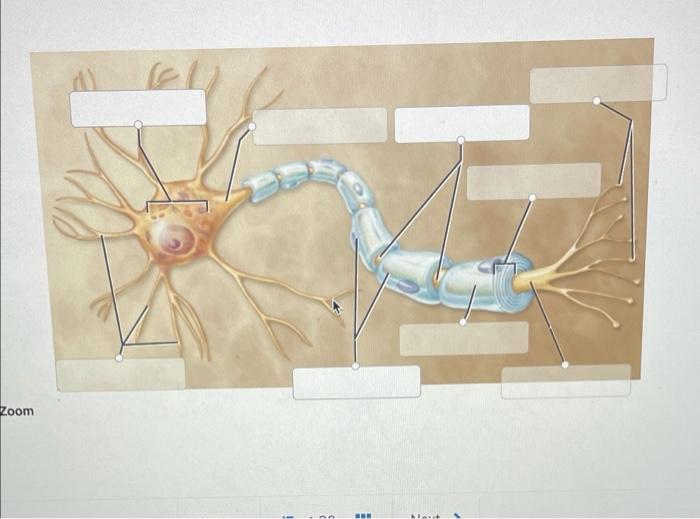 Solved rd, Neuron and Nerve Prelab Axon Neurolemmocyte Seved | Chegg.com