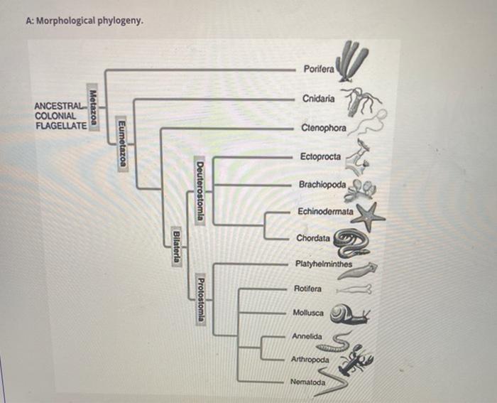 Solved A: Morphological phylogeny. Porifera Cnidaria | Chegg.com
